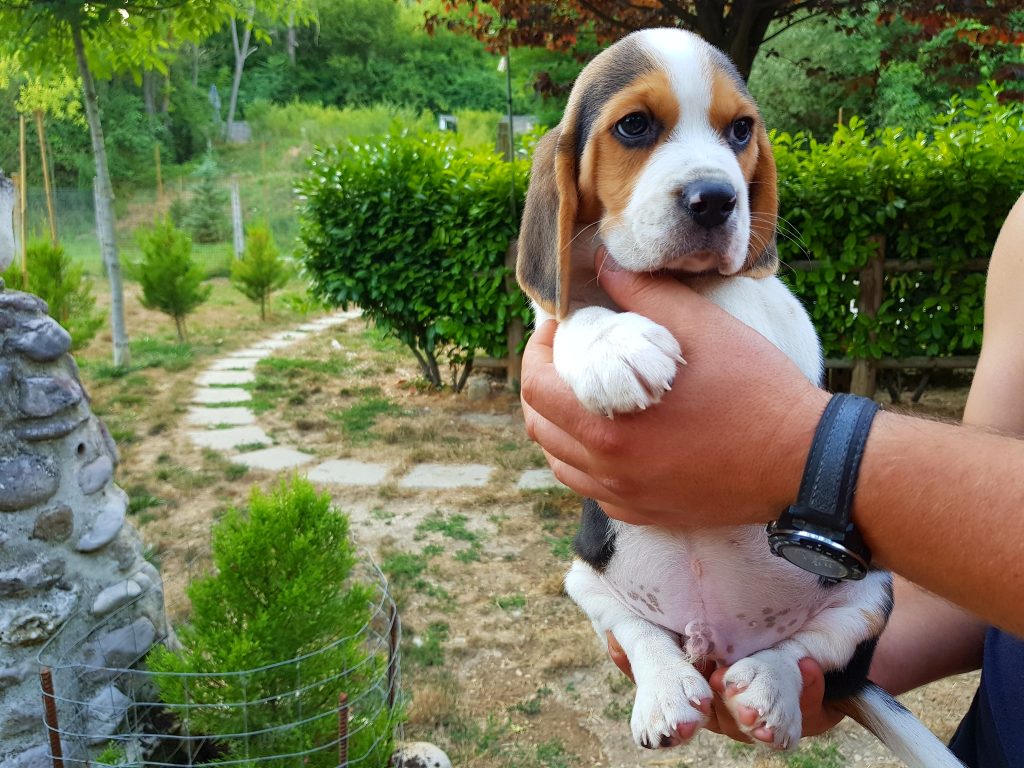 cuccioli Beagle photo - Allevamento Beagle di nonna Filomena