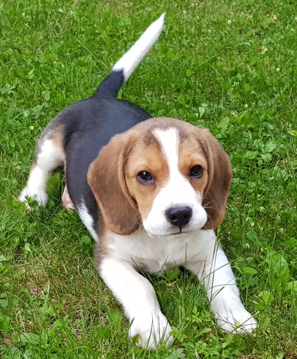 cucciolo Beagle Foto – Allevamento Beagle di nonna Filomena